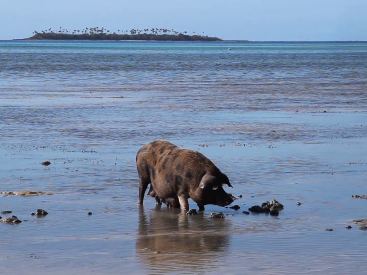 Tongan Treasures: Primary School Visit, Ancient Sites, and Anahulu Cav ...