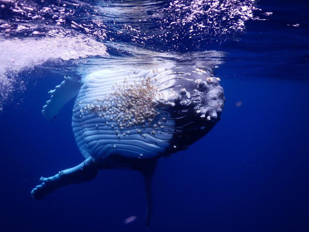 2 day Humpback Whale Swim Tongatapu Island – Tonga Travel Troupe